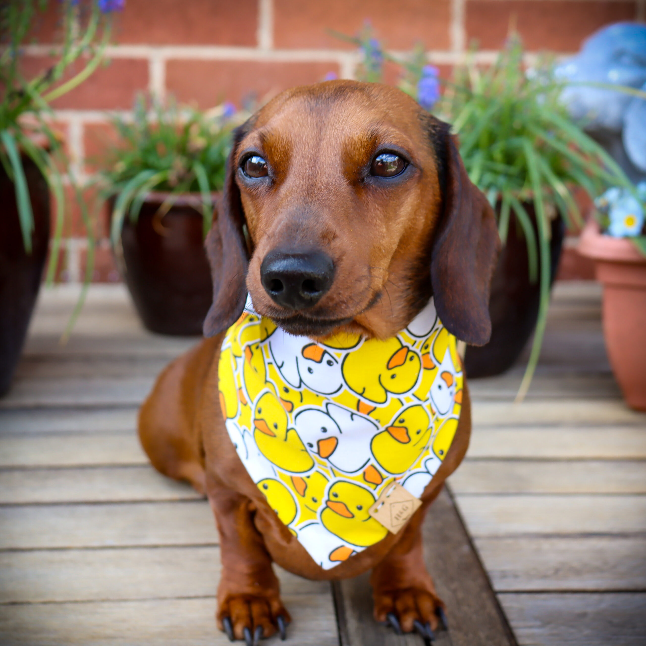 Rubber Duck Bandana - Harry and Ginny Designs